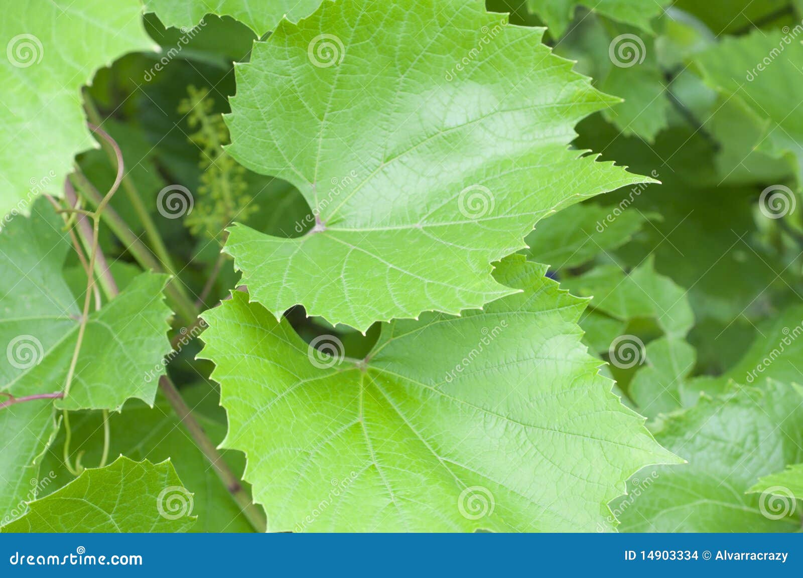 Hojas de la uva foto de archivo. Imagen de horizontal - 14903334