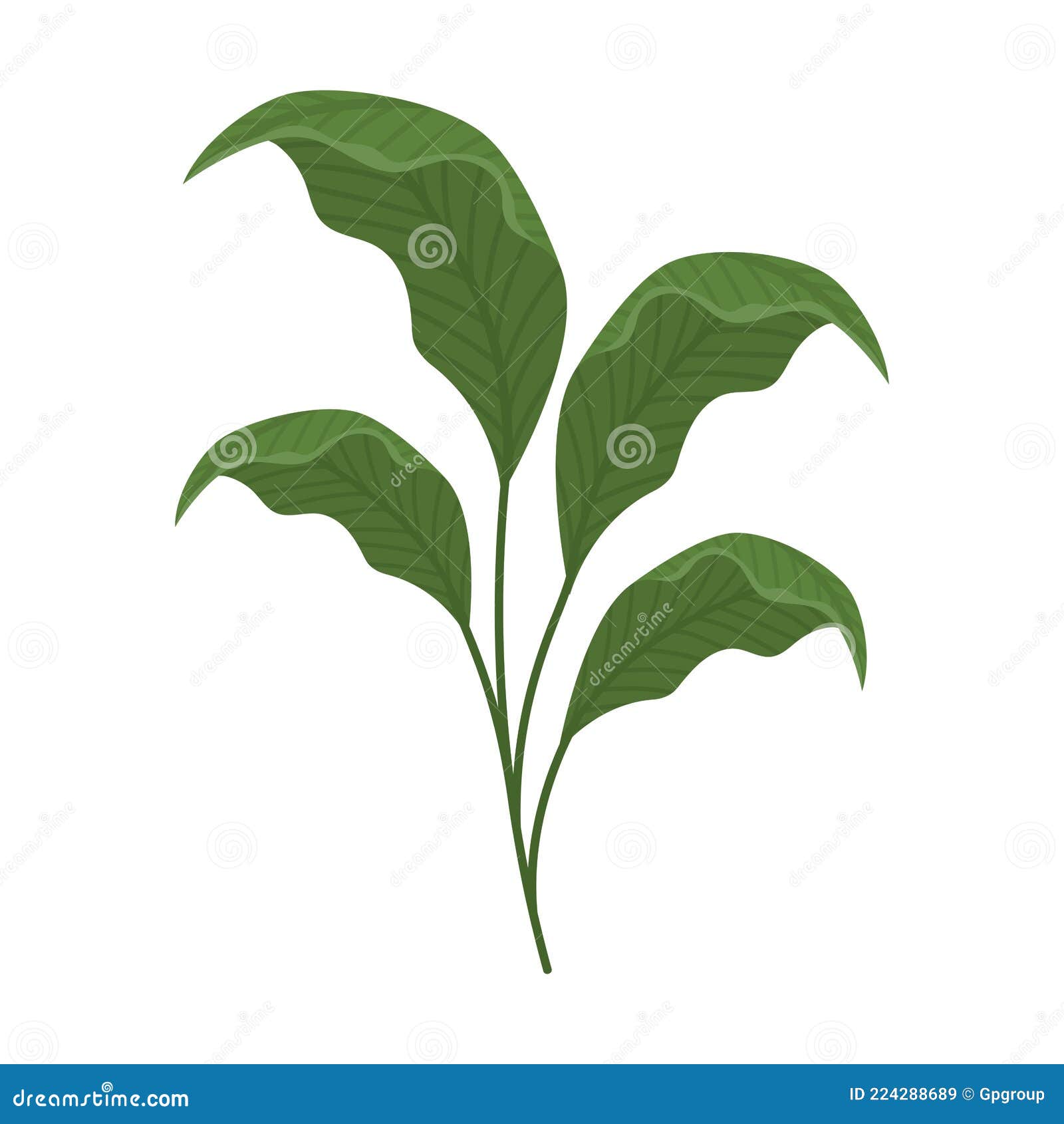 Hojas de lanceolado verdes ilustración del vector. Ilustración de ...