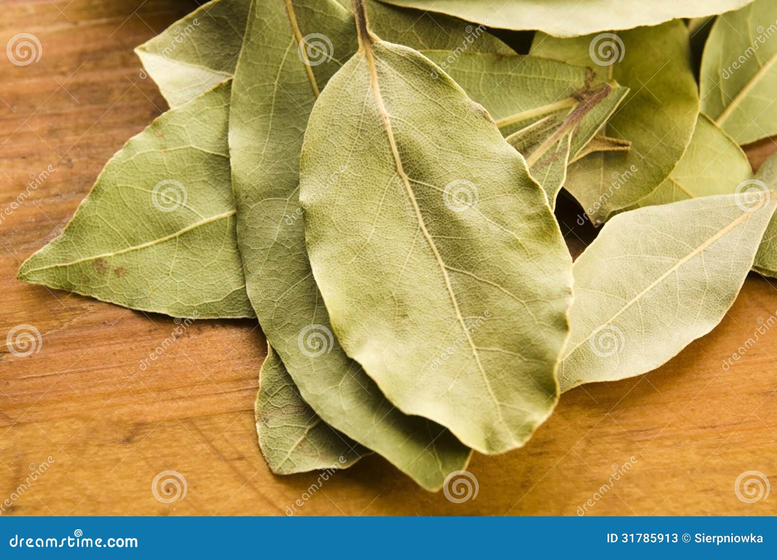 HOJAS DE LAUREL imagen de archivo. Imagen de herbario - 31785913