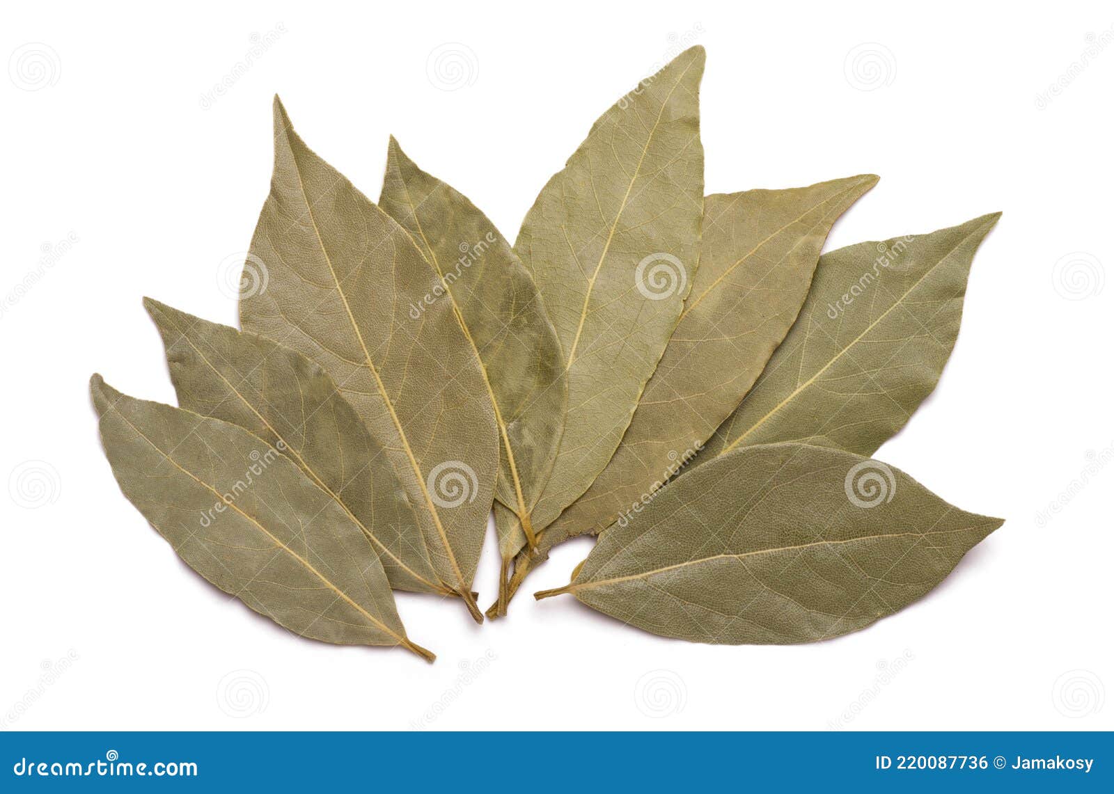 Hojas De Laurel Aisladas Sobre Fondo Blanco Cerca Foto de archivo ...