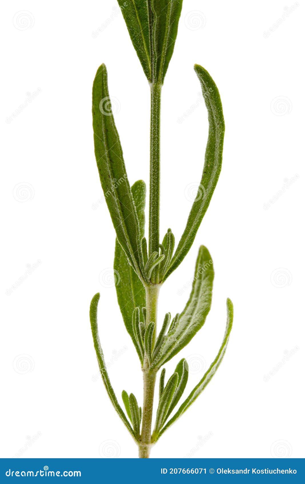 Hojas De Lavanda Aisladas Sobre Fondo Blanco Imagen de archivo - Imagen ...
