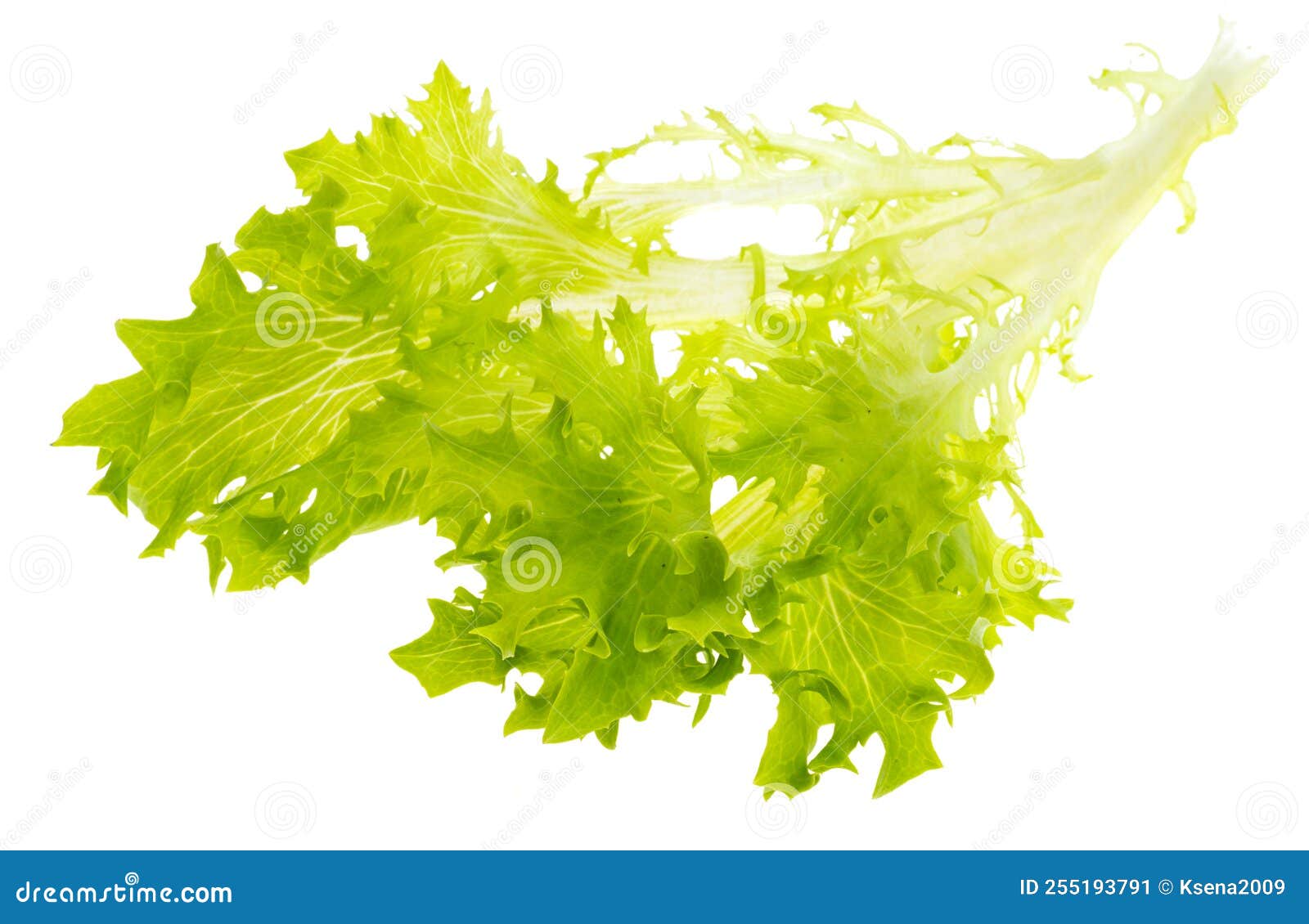 Hojas de lechuga aisladas imagen de archivo. Imagen de vitamina - 255193791