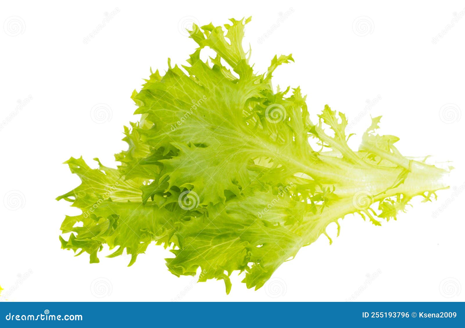 Hojas de lechuga aisladas foto de archivo. Imagen de dieta - 255193796