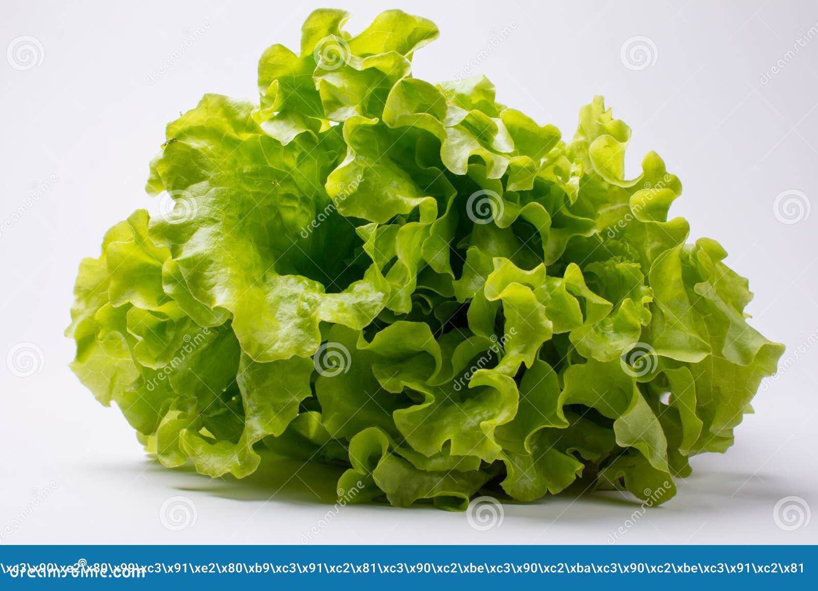 Hojas De Lechuga Rizada Verde. Foto de archivo - Imagen de exuberante ...