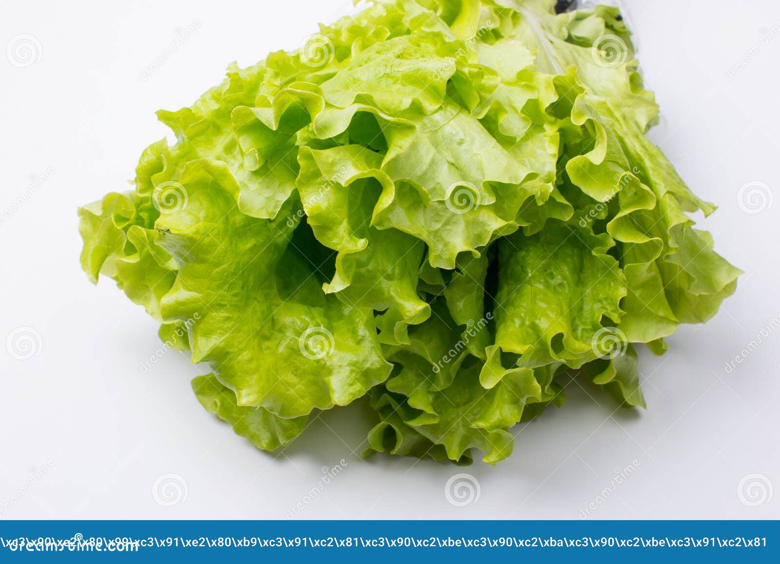 Hojas De Lechuga Rizada Verde. Foto de archivo - Imagen de copia ...