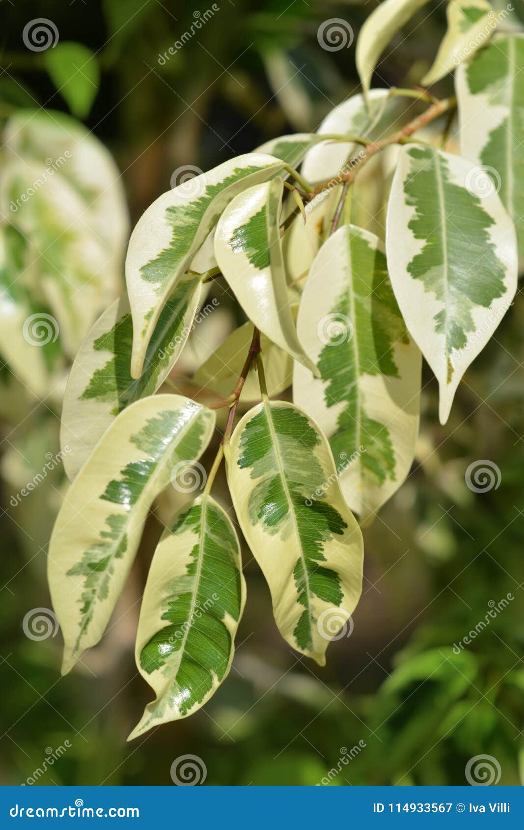 Hojas de los ficus imagen de archivo. Imagen de planta - 114933567