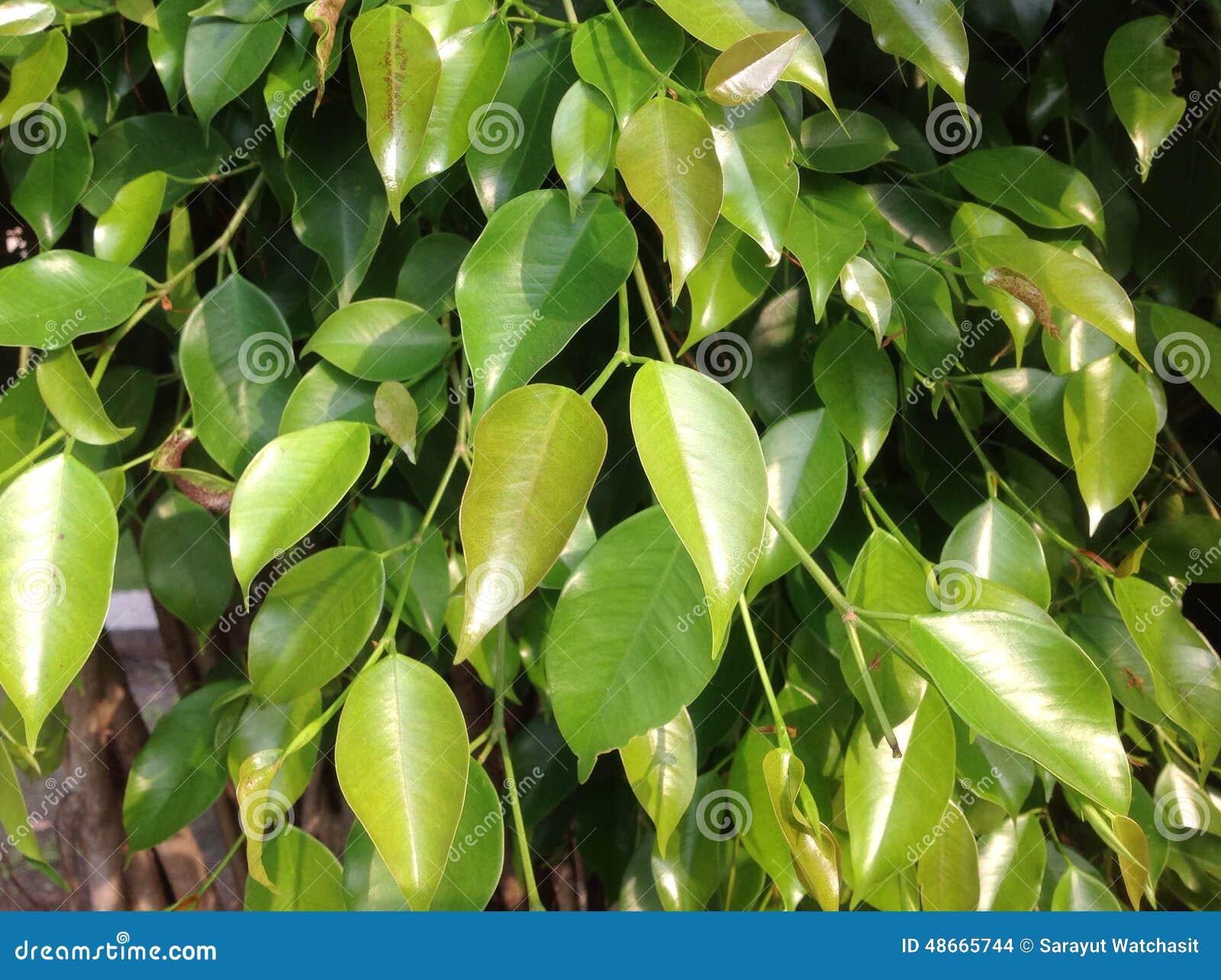 Hojas de los ficus foto de archivo. Imagen de cultivado - 48665744