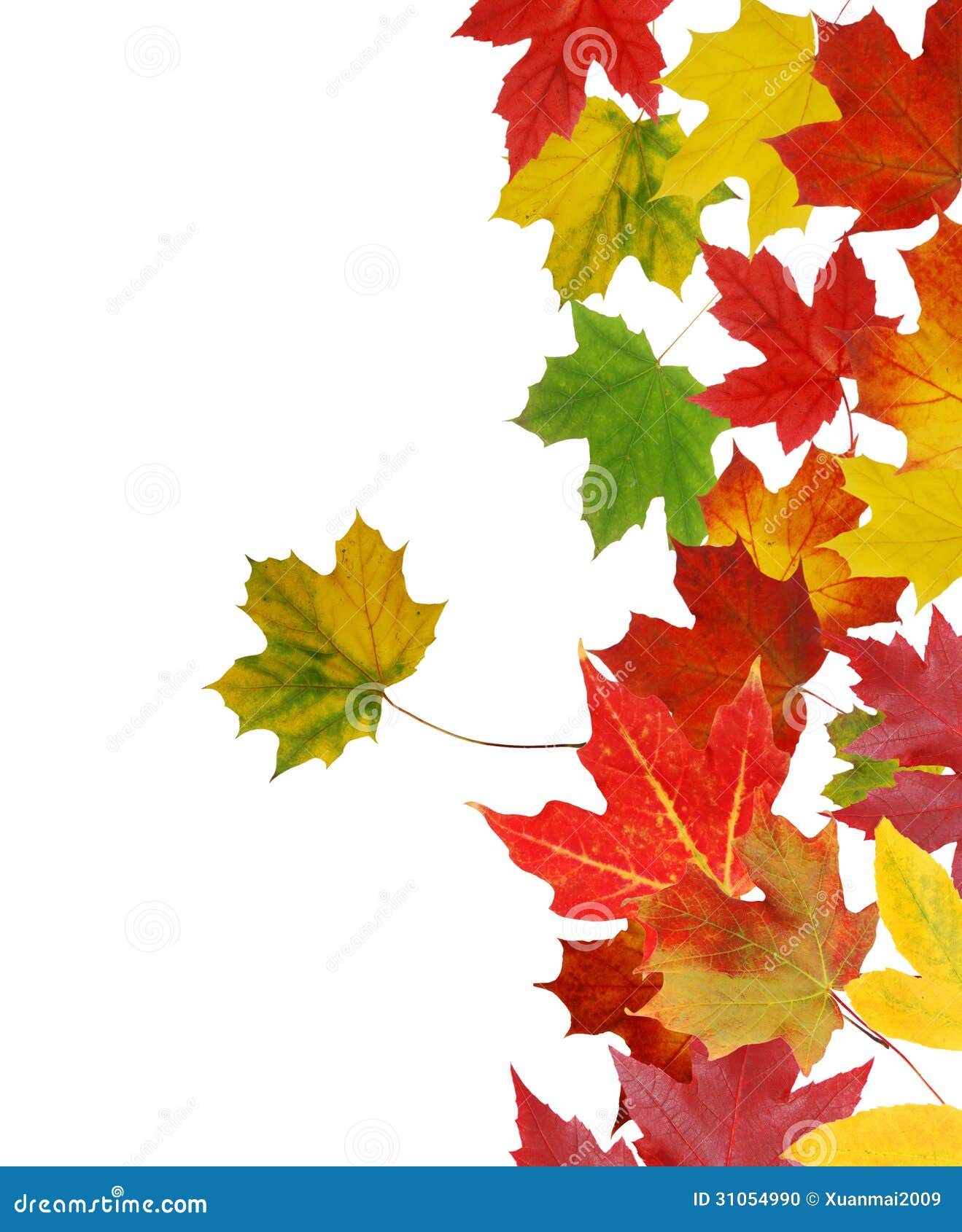 Hojas de Mapple foto de archivo. Imagen de frontera, colorido - 31054990