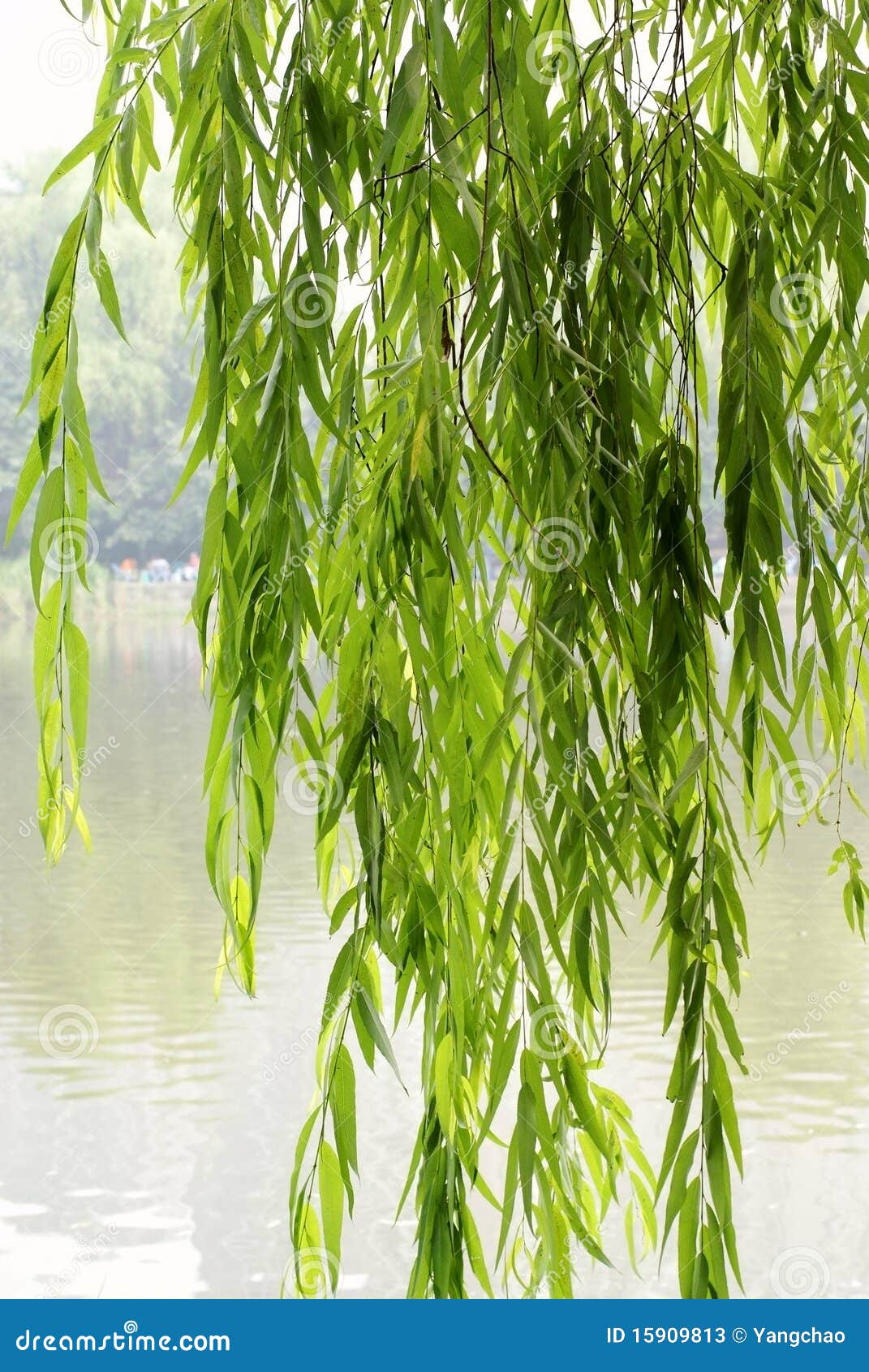 Hojas de mimbre imagen de archivo. Imagen de verde, sauce - 15909813