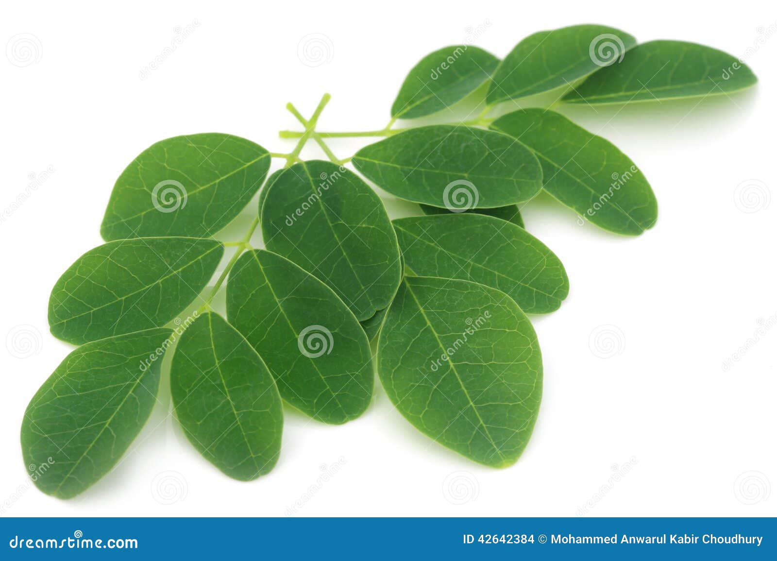 Hojas de Moringa foto de archivo. Imagen de hojas, blanco - 42642384