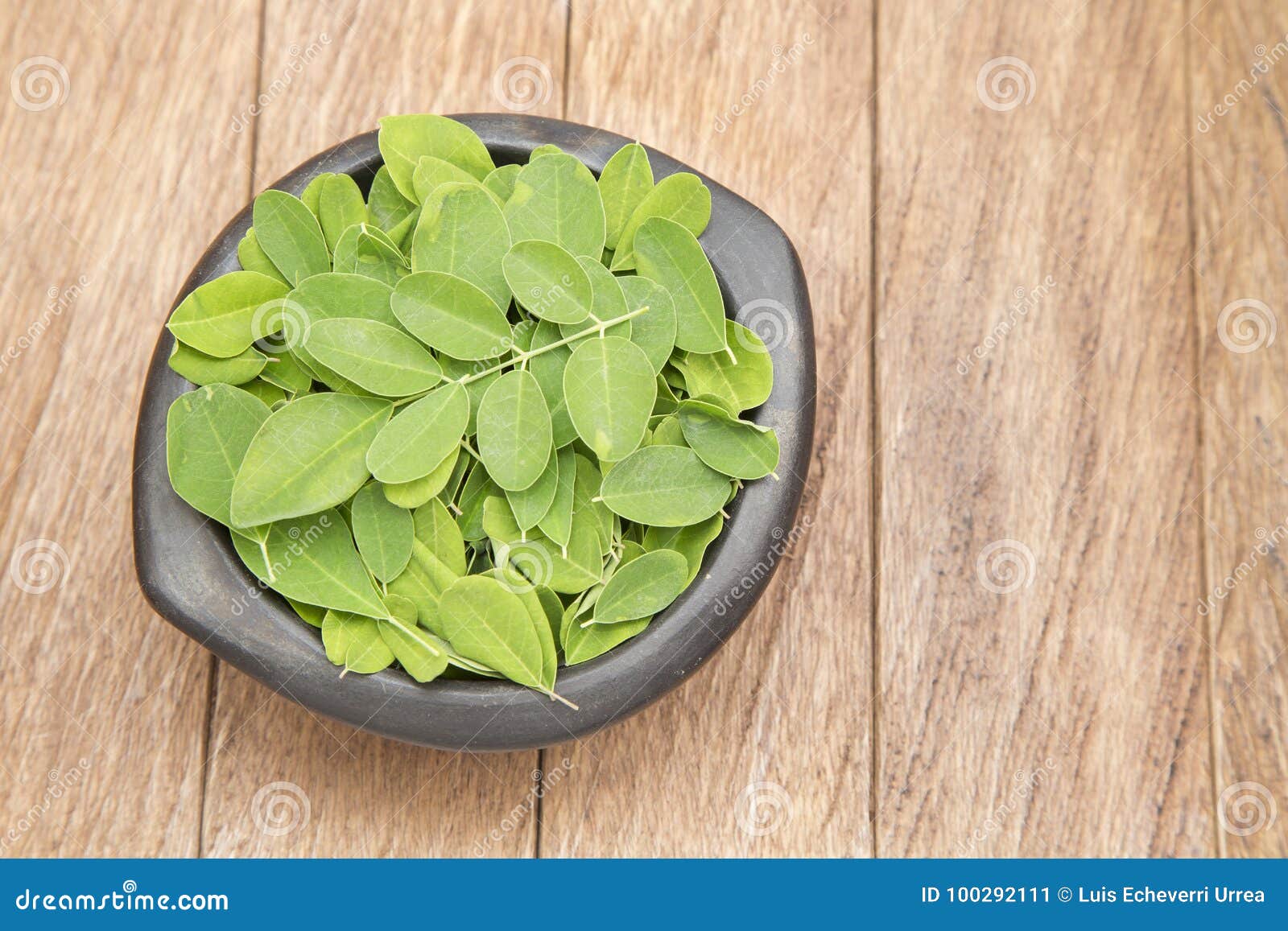 Hojas De Moringa - Moringa Oleifera Imagen de archivo - Imagen de ...