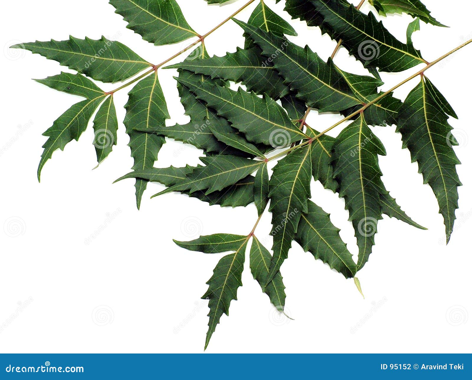 Hojas de Neem foto de archivo. Imagen de hojas, corteza - 95152