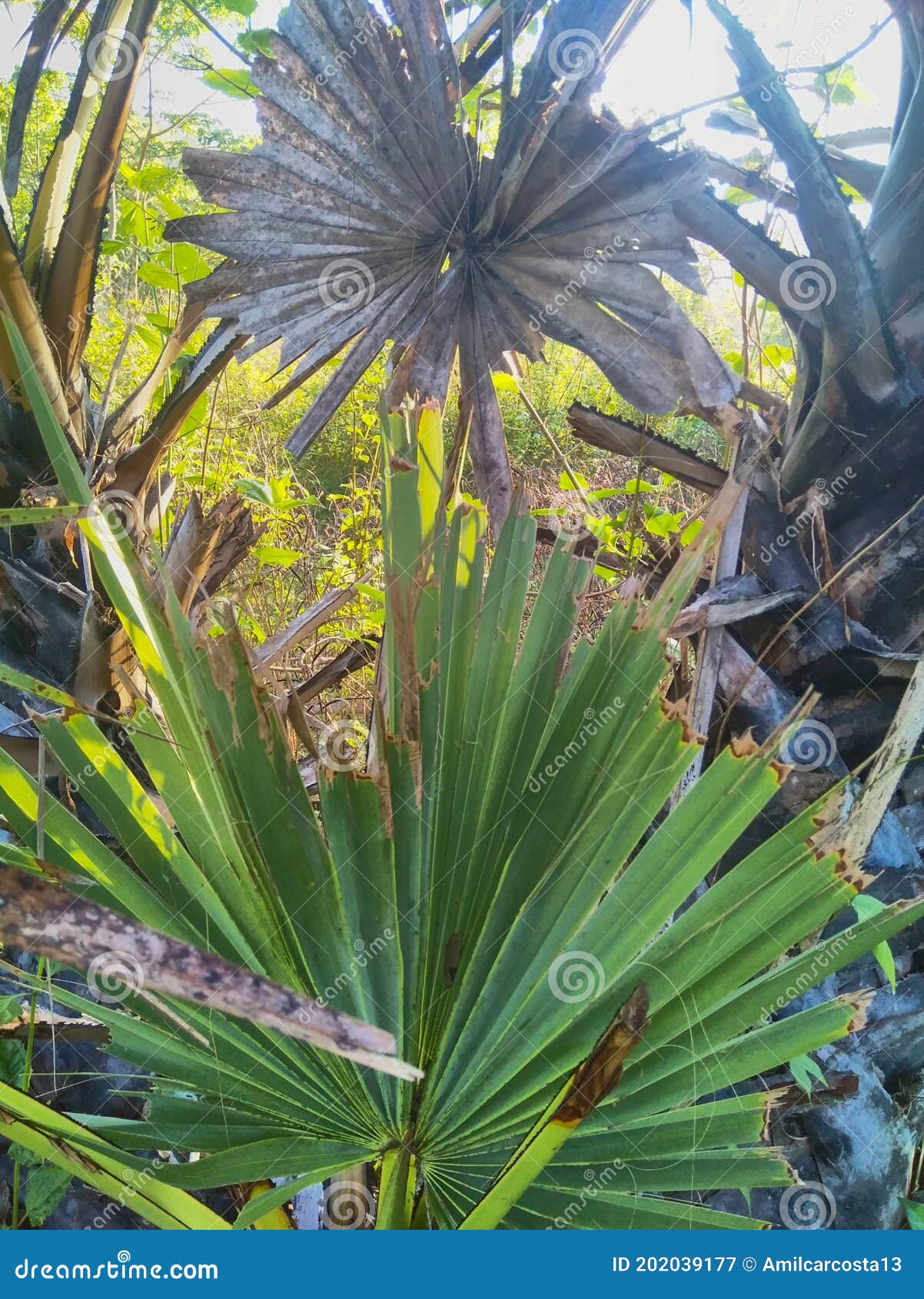 Hojas De Palma Seca Y Verdes En El Bosque. Imagen de archivo - Imagen ...