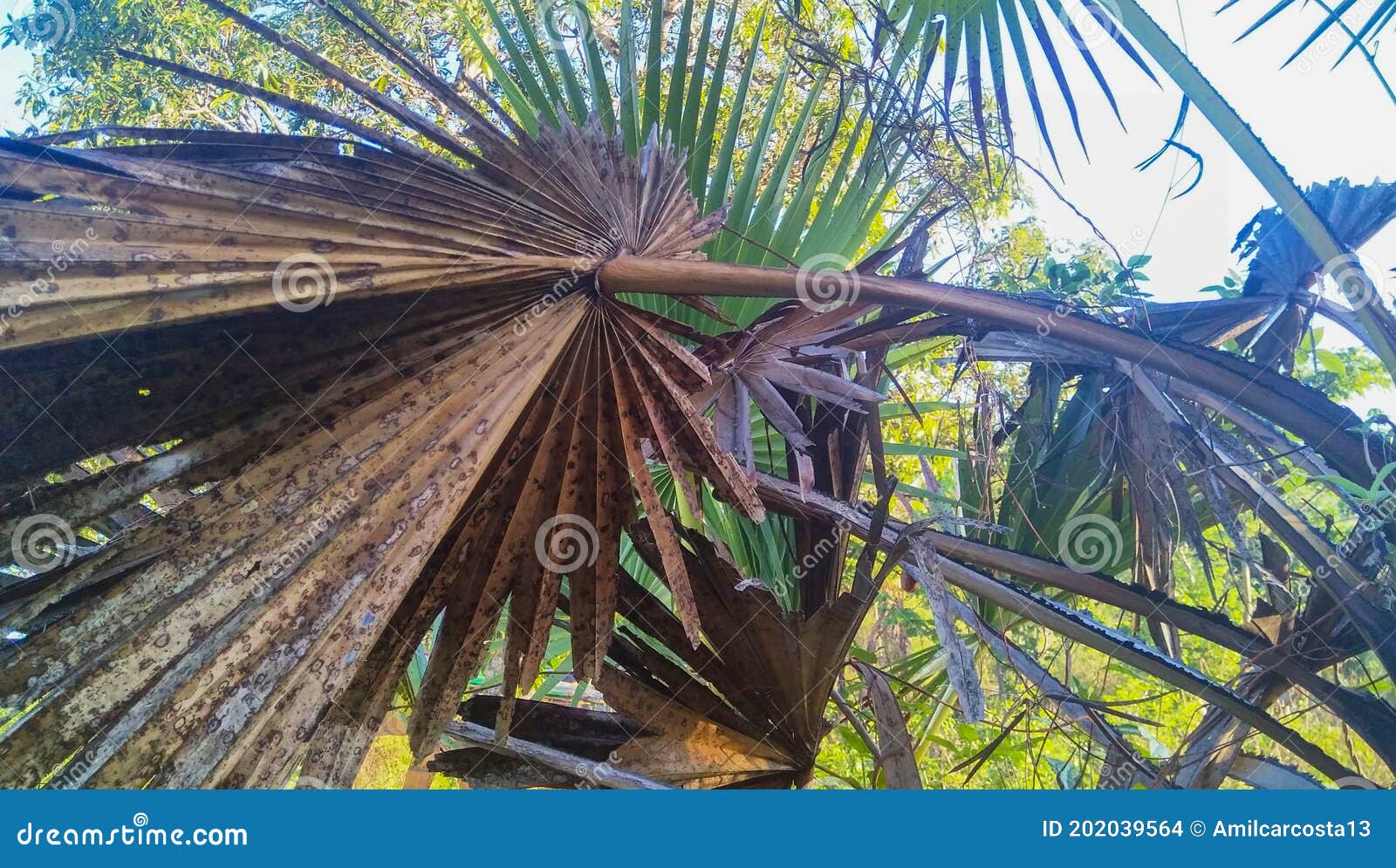 Hojas De Palma Seca Y Verdes En El Bosque. Foto de archivo - Imagen de ...