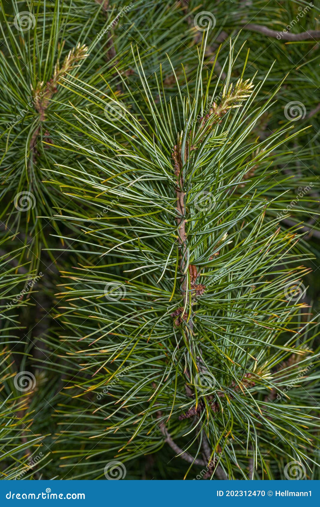 Hojas de pino blanco coreo foto de archivo. Imagen de coreano - 202312470