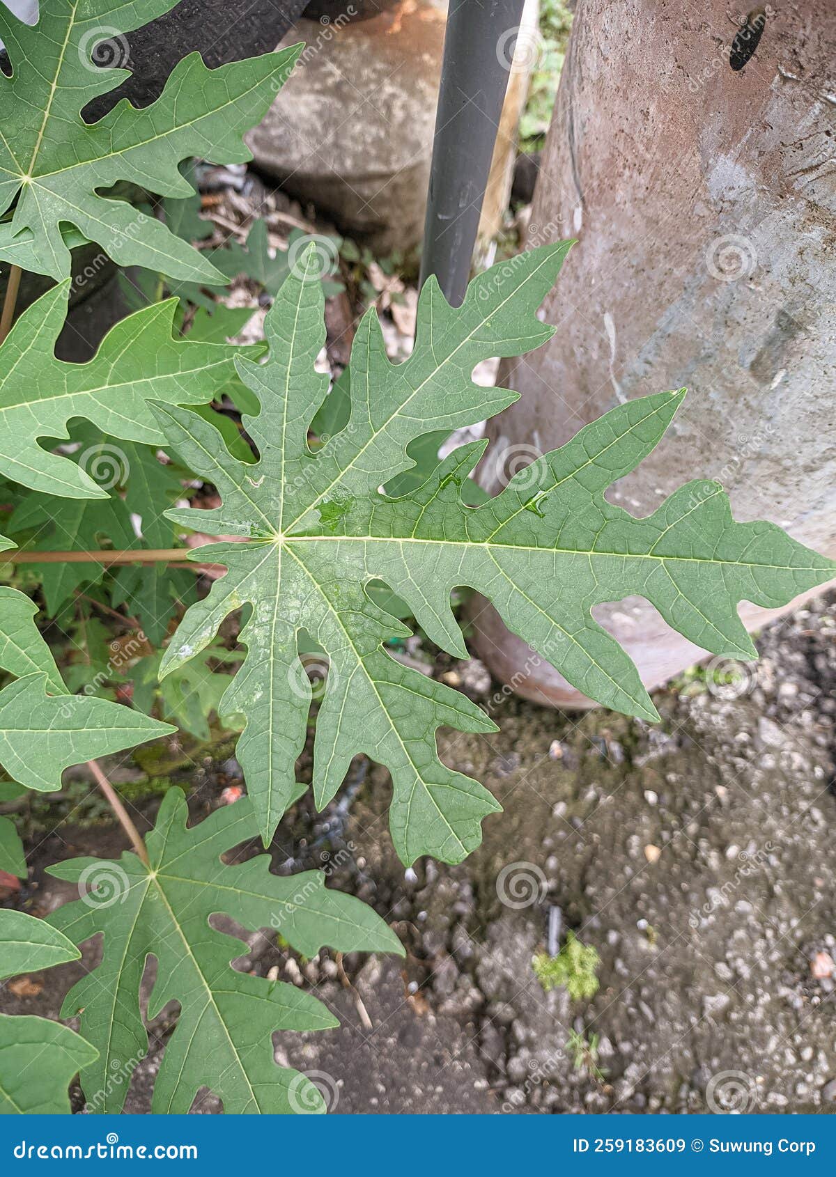 Hojas De Plantas De Papaya Un Tipo De Planta Que Crece Mucho En Indonesia Imagen De Archivo