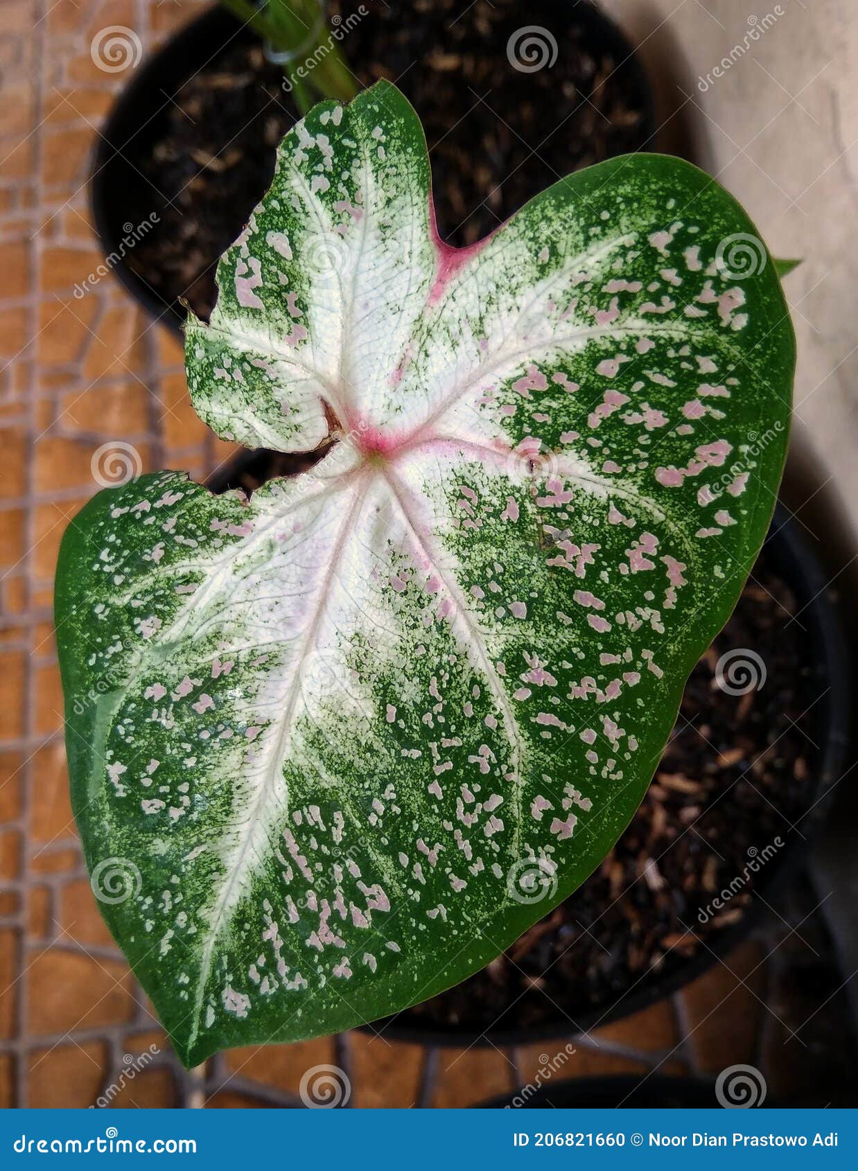 Hojas de plantas rotas foto de archivo. Imagen de pétalo - 206821660