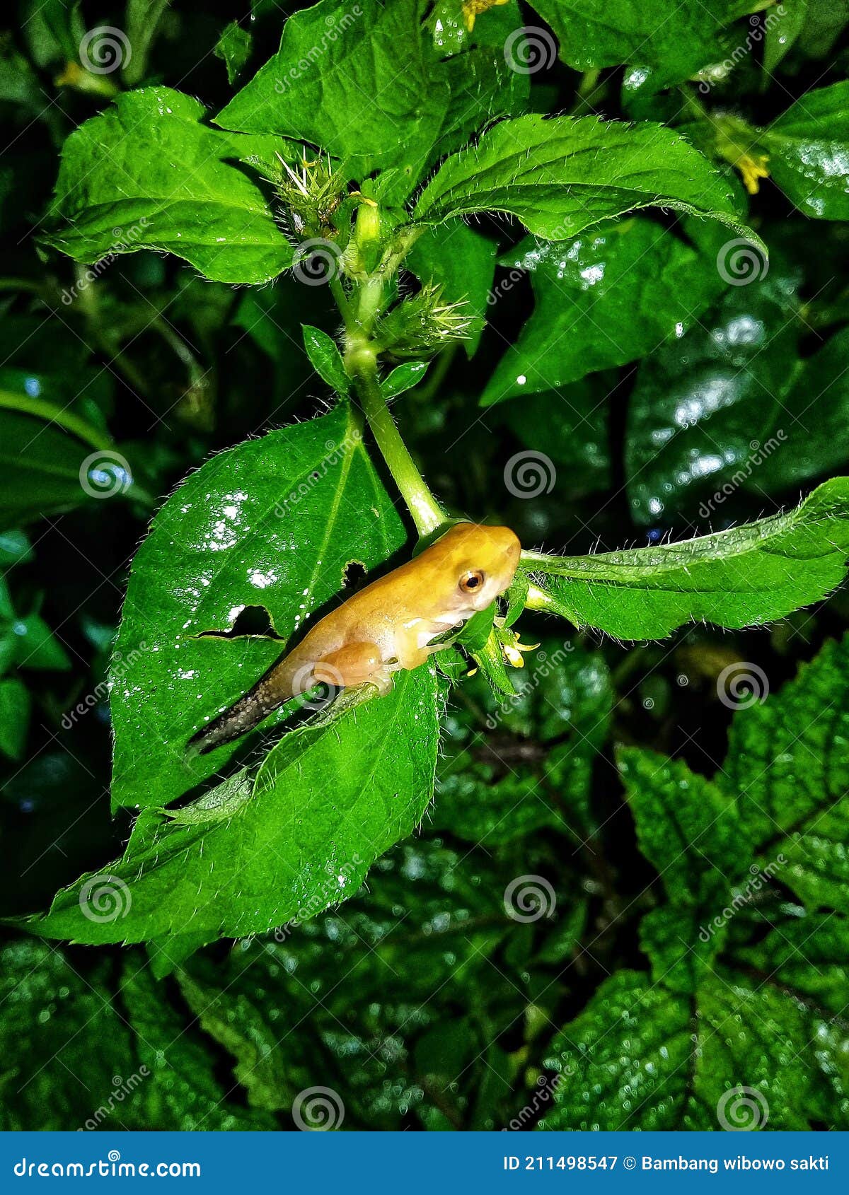 Hojas de rana imagen de archivo. Imagen de planta, insecto - 211498547