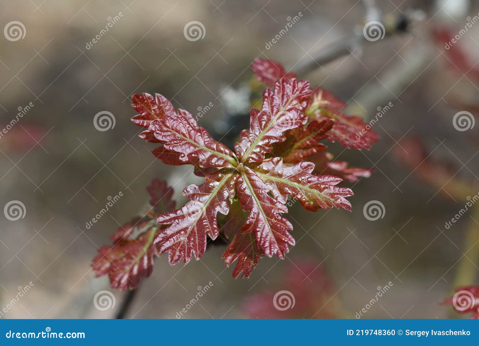 Hojas de roble. foto de archivo. Imagen de belleza, rosa - 219748360