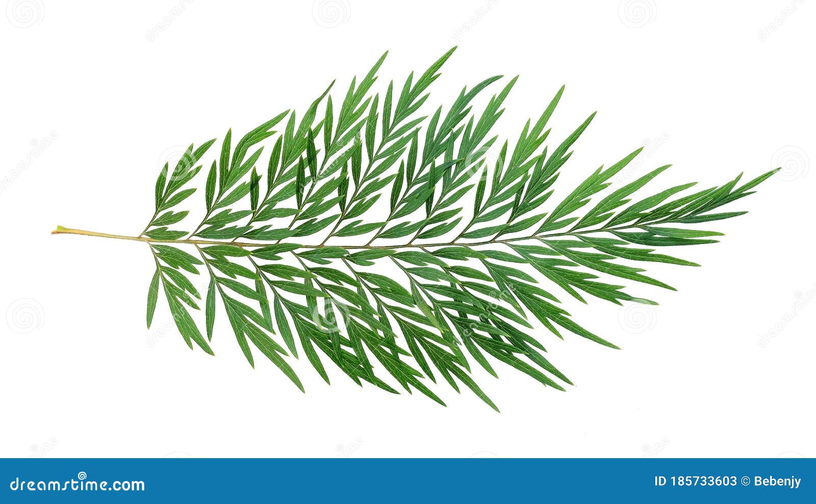 Hojas De Roble Plateado Sobre Fondo Blanco Imagen de archivo - Imagen ...