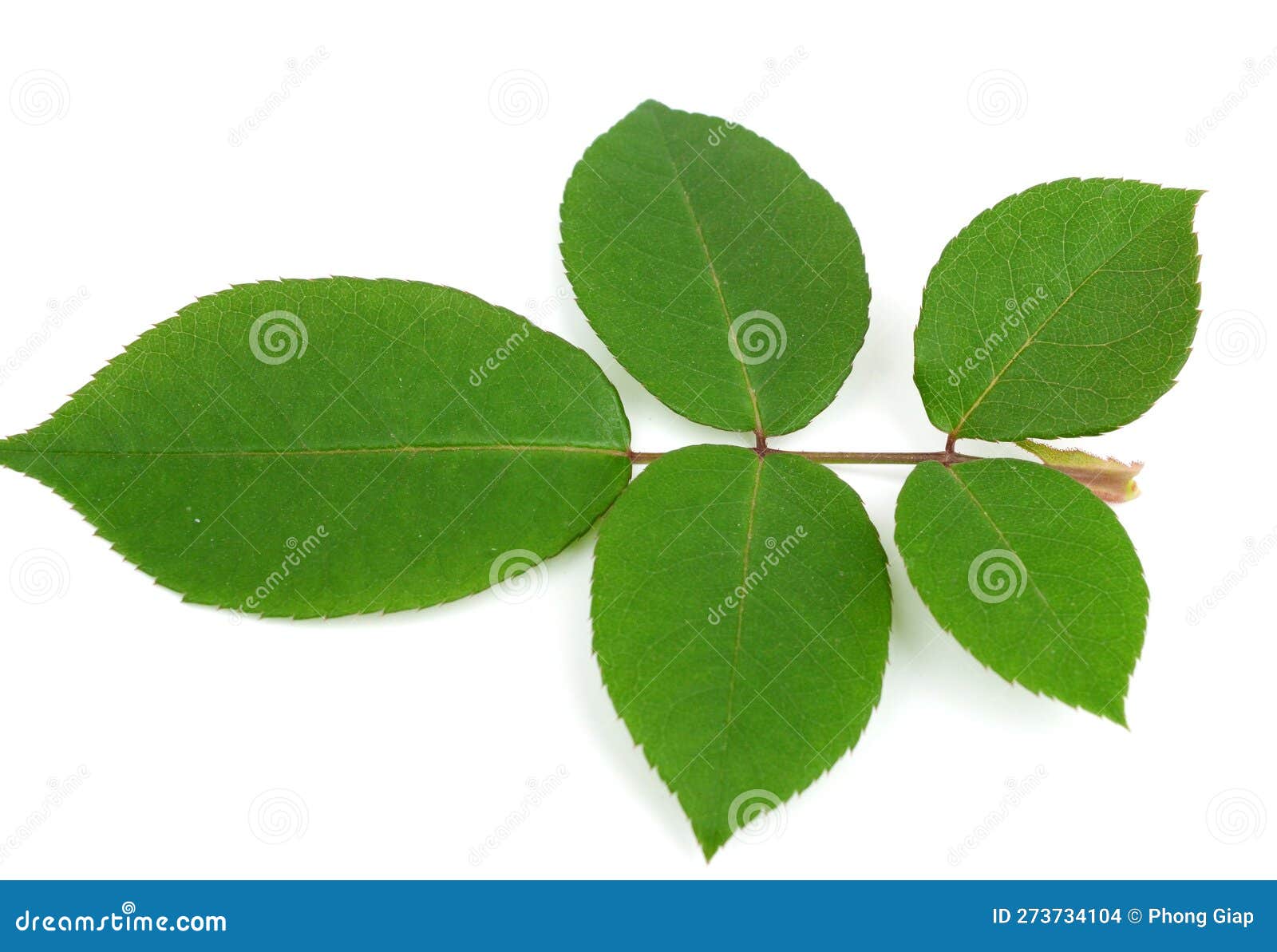 Hojas de rosa foto de archivo. Imagen de concepto, aislado - 273734104