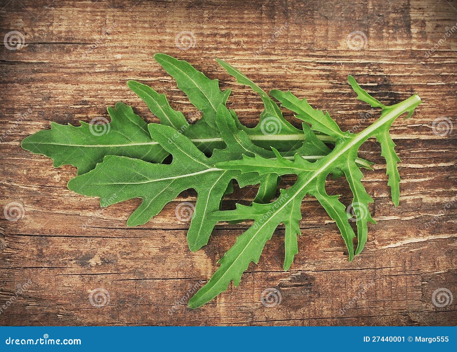 Hojas de Rucola imagen de archivo. Imagen de nadie, planta - 27440001