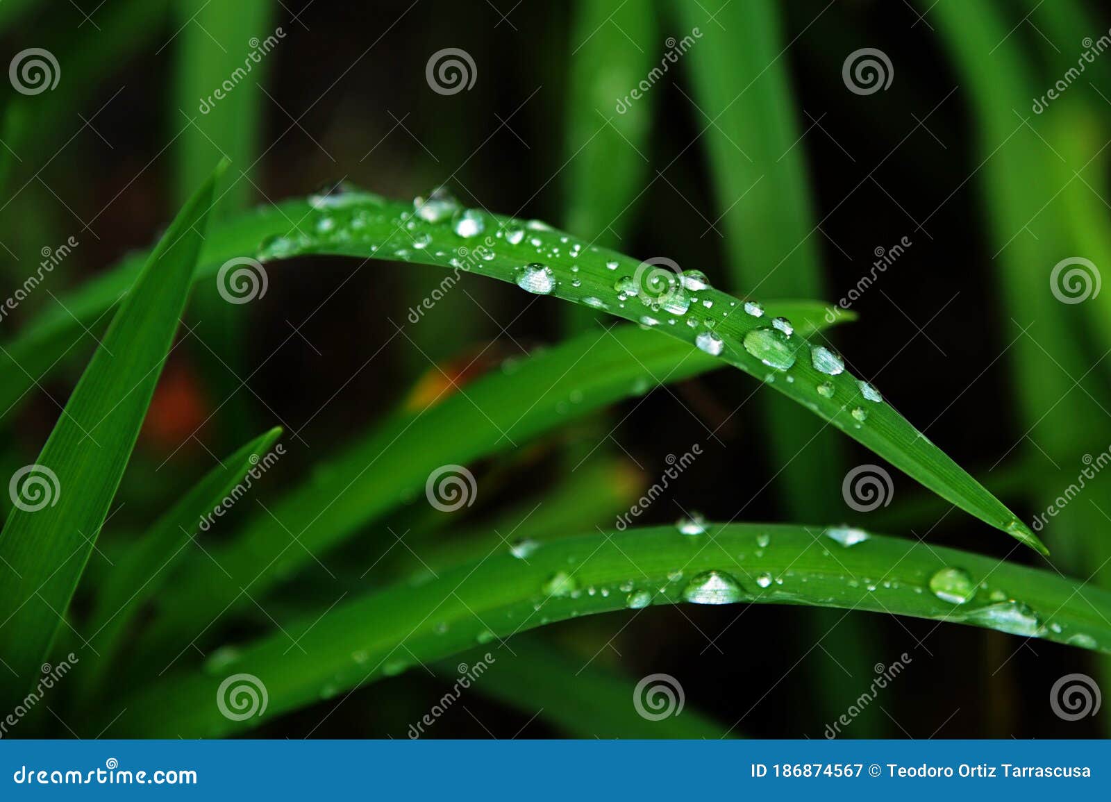 Hojas De Selva De Color Verde Imagen de archivo - Imagen de coloreado ...