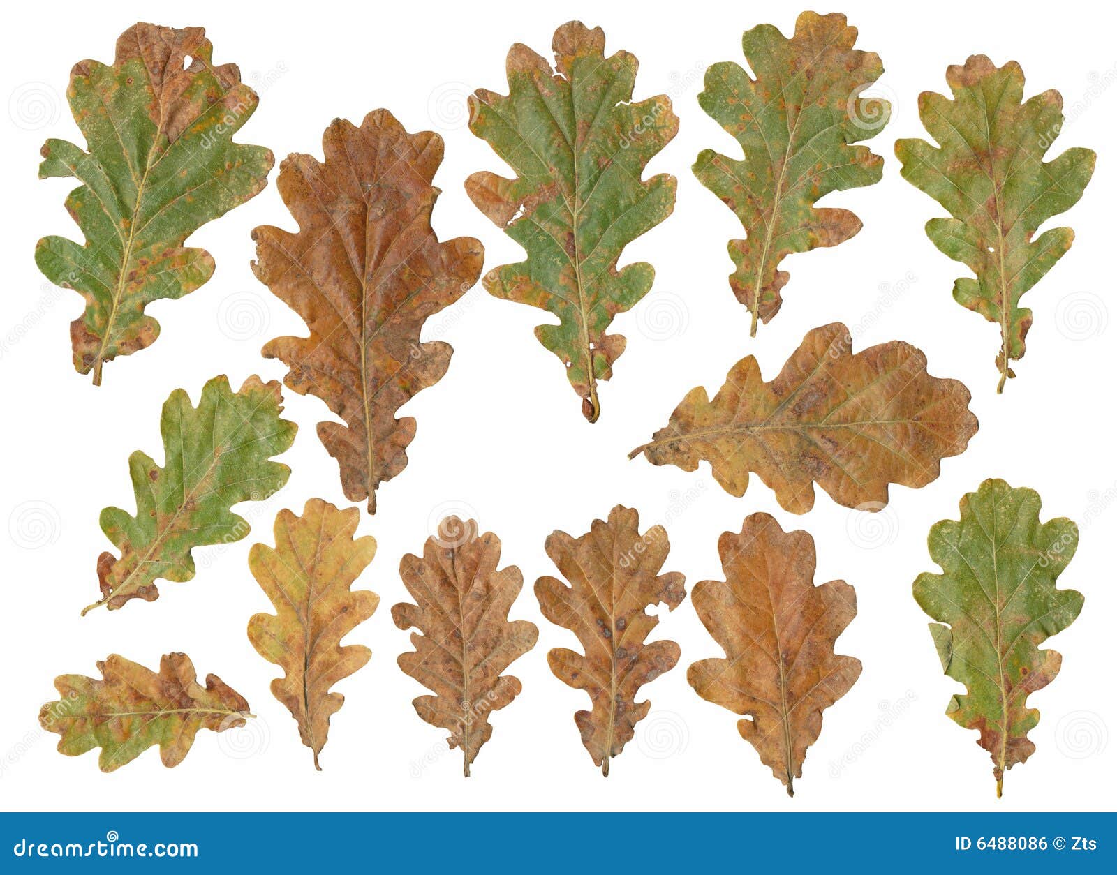 Hojas del árbol de roble foto de archivo. Imagen de mezcla - 6488086