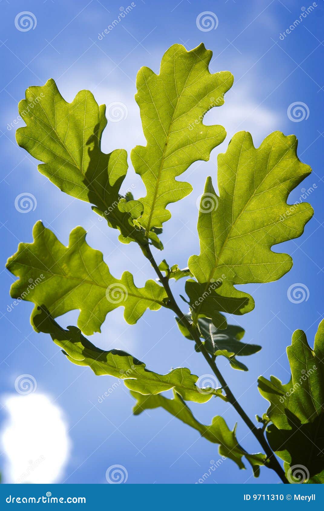 Hojas del árbol de roble foto de archivo. Imagen de miembros - 9711310