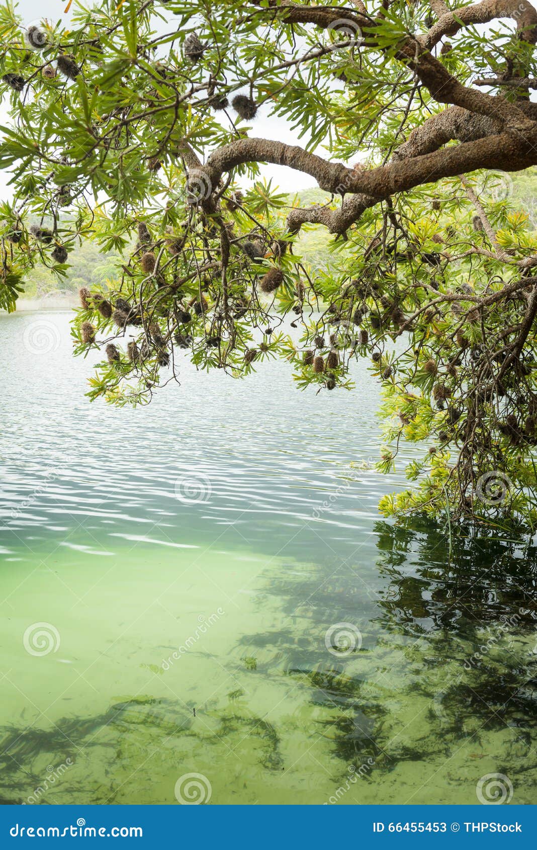 Hojas Del árbol Sobre El Lago Imagen de archivo - Imagen de queensland ...
