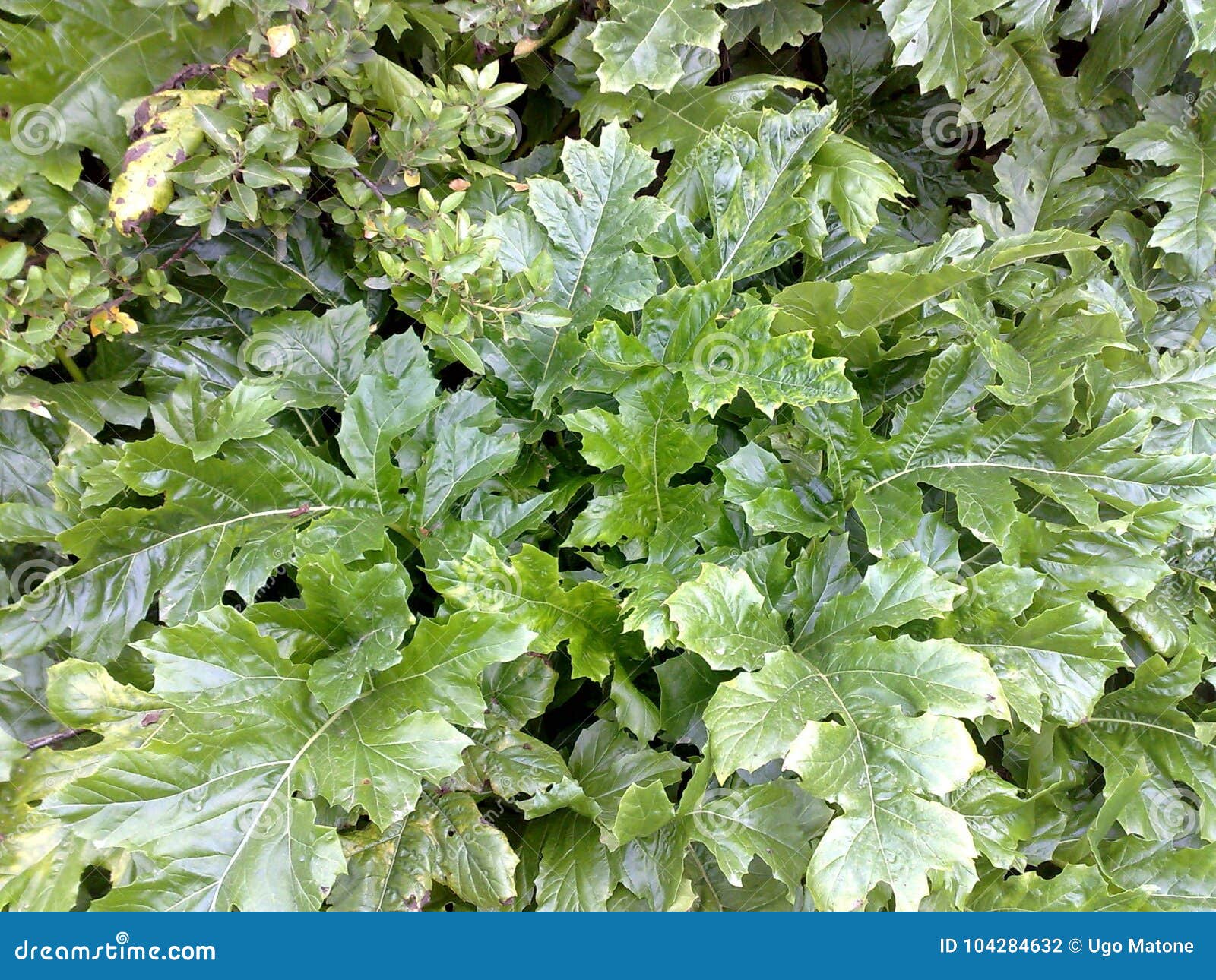 Hojas del Acanthus foto de archivo. Imagen de ambiente - 104284632