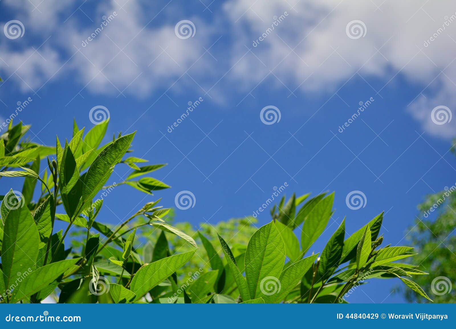 Hojas del azul de cielo imagen de archivo. Imagen de crecimiento - 44840429