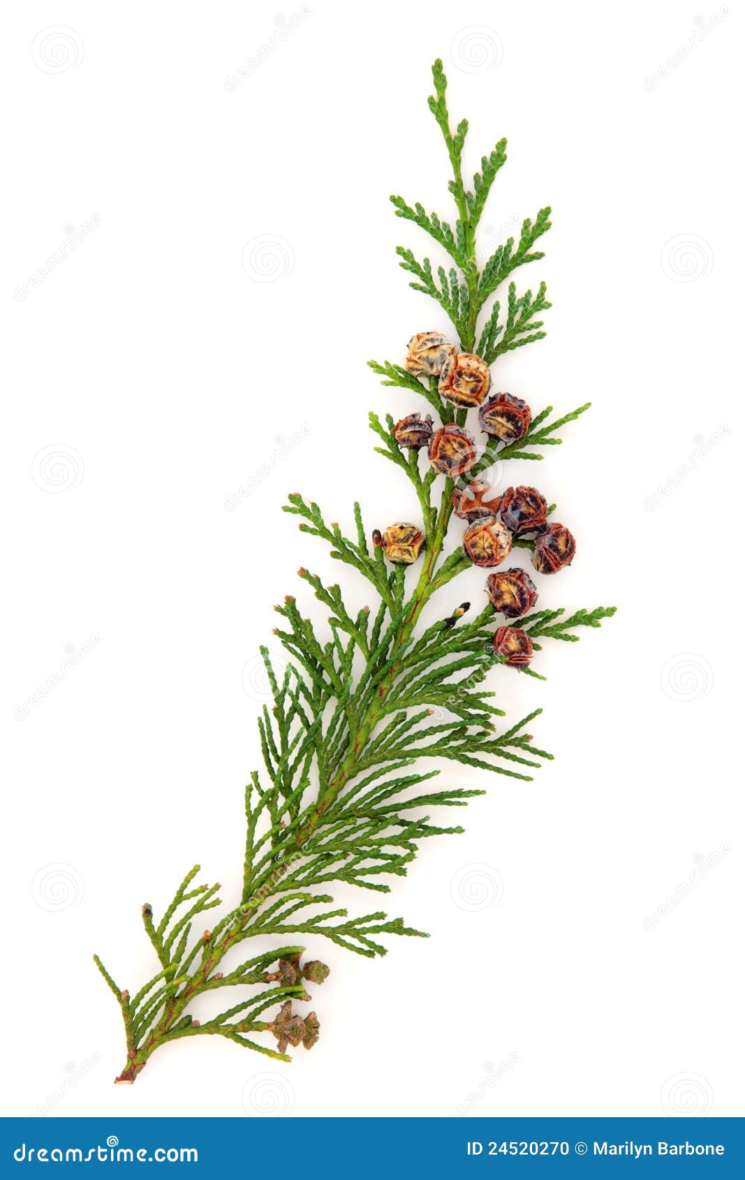 Hojas del cedro foto de archivo. Imagen de ambiental - 24520270