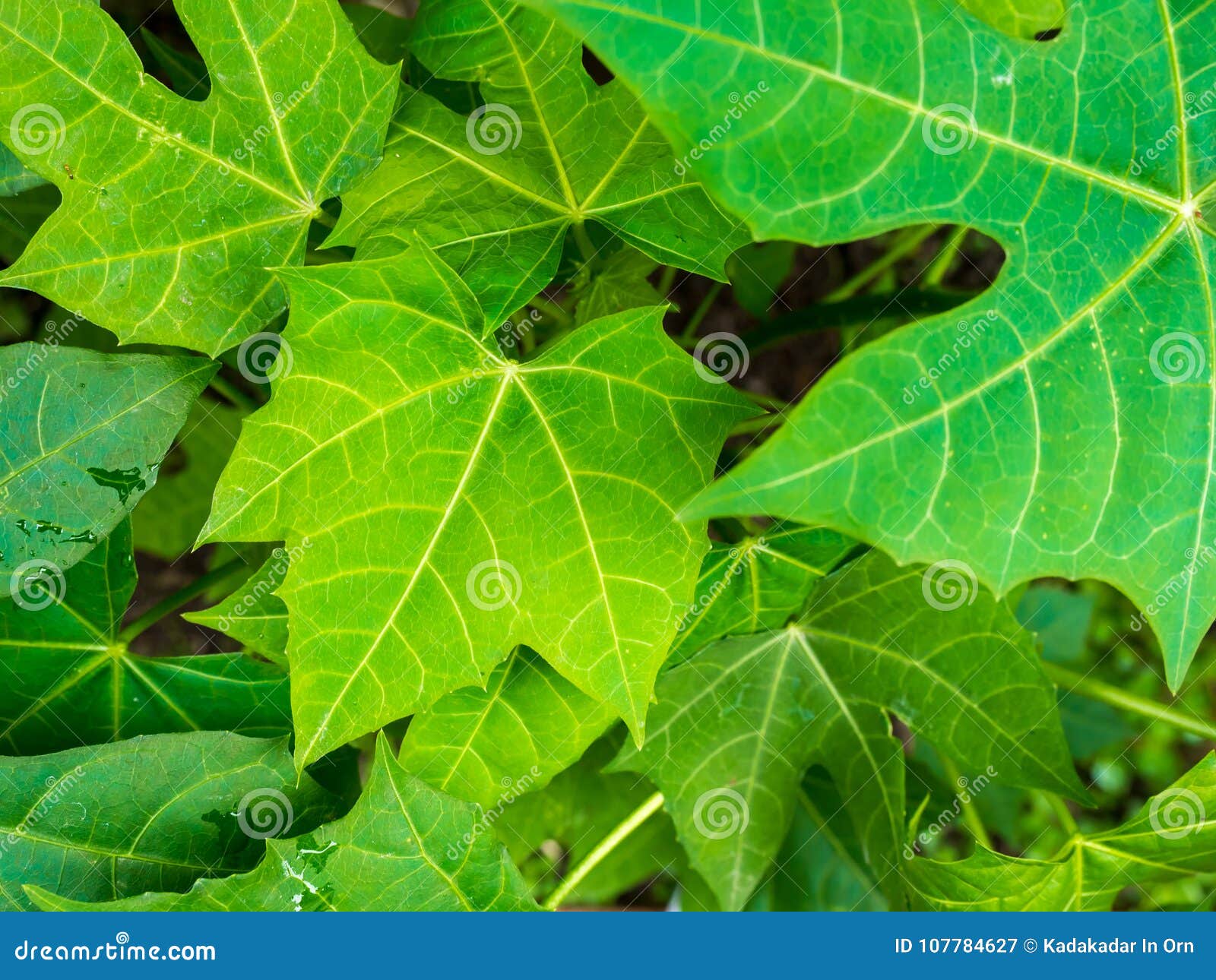 Hojas 001 del Chaya imagen de archivo. Imagen de perenne - 107784627