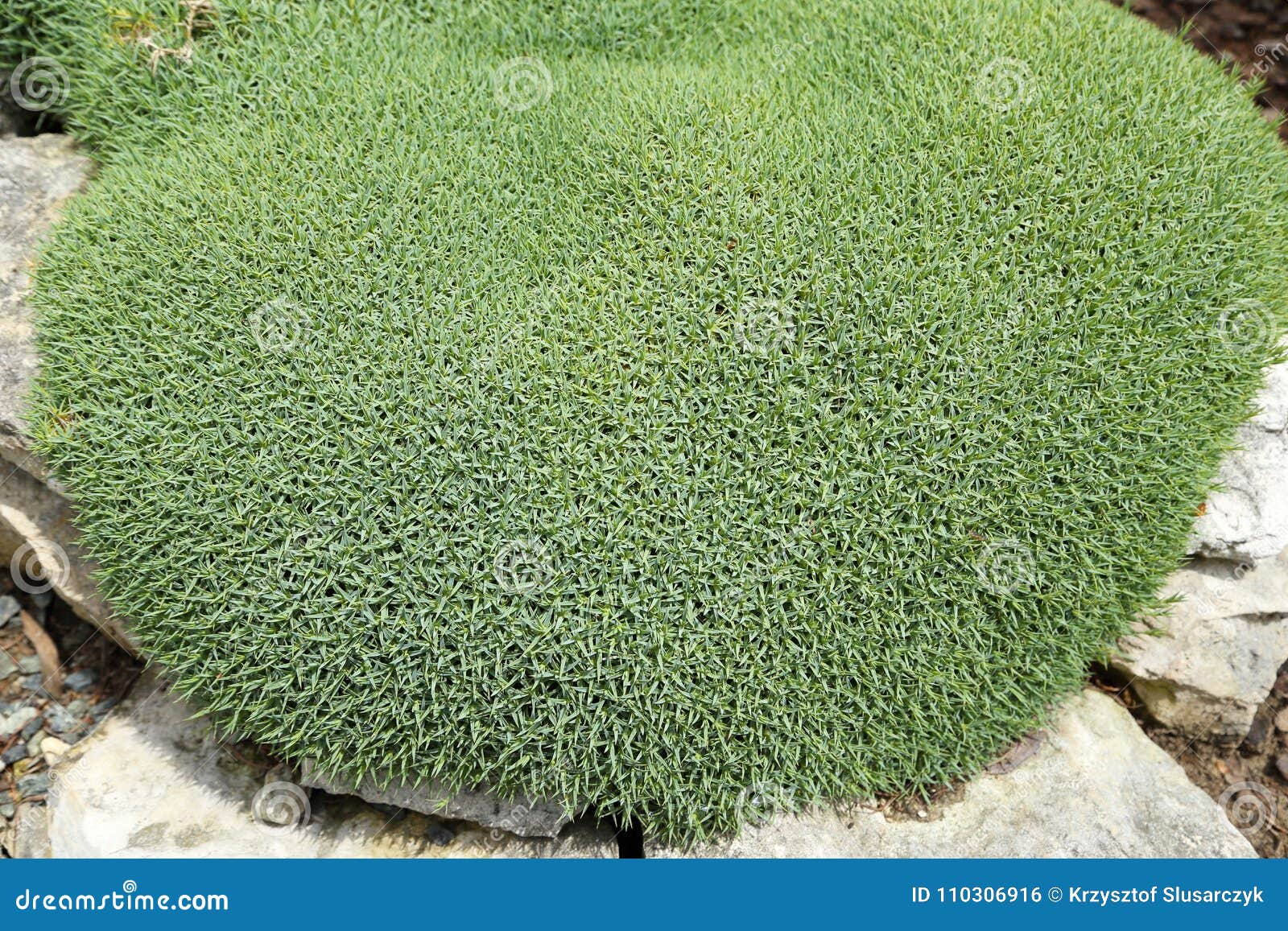 Hojas del clavel foto de archivo. Imagen de hojas, grupo - 110306916