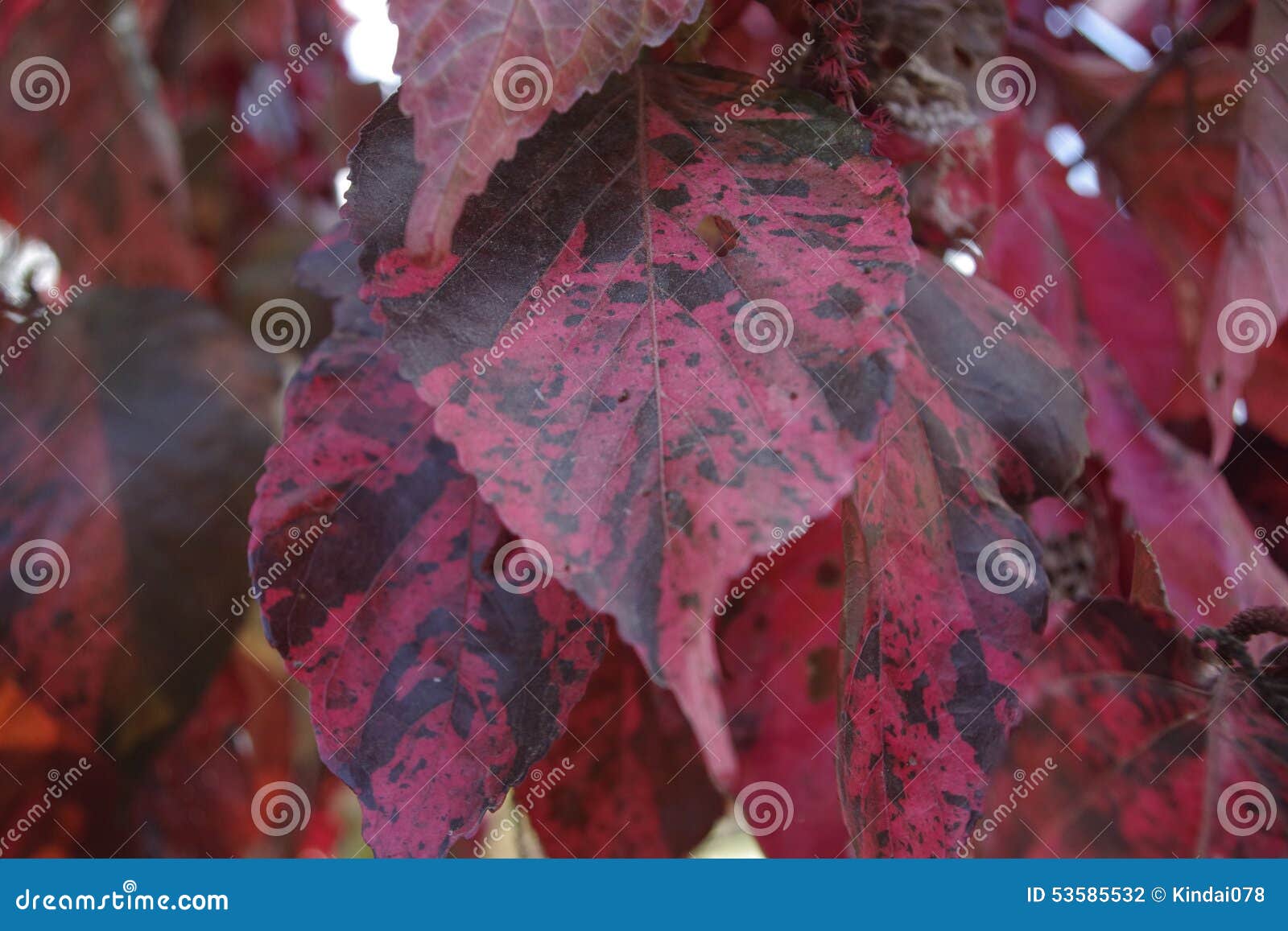 Hojas del color rojo foto de archivo. Imagen de bosque - 53585532