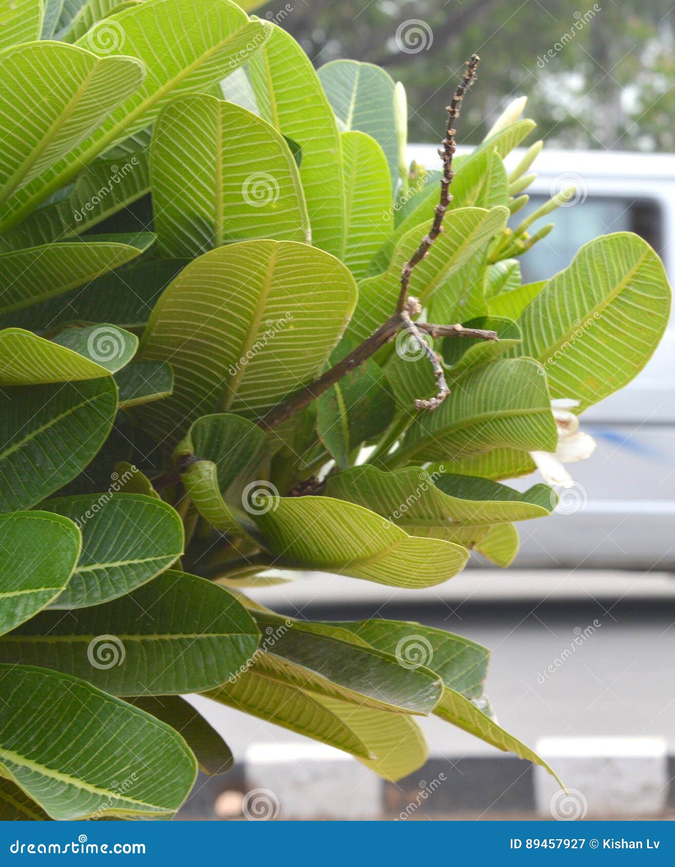 Hojas del color verde imagen de archivo. Imagen de paisaje - 89457927