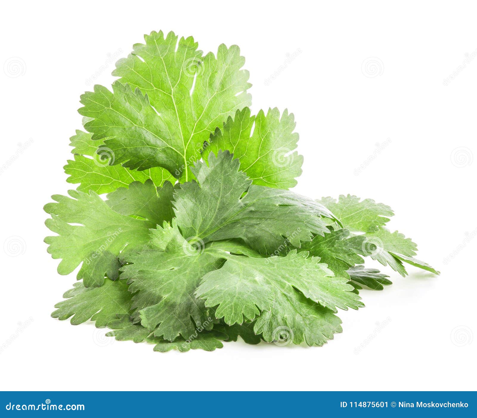 Hojas Del Coriandro Aisladas En Blanco Imagen de archivo - Imagen de ...