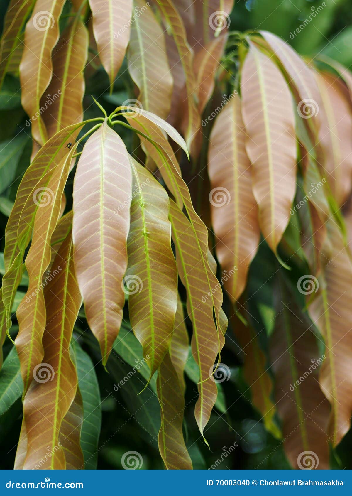 Hojas Del Mango En El árbol Foto de archivo - Imagen: 70003040