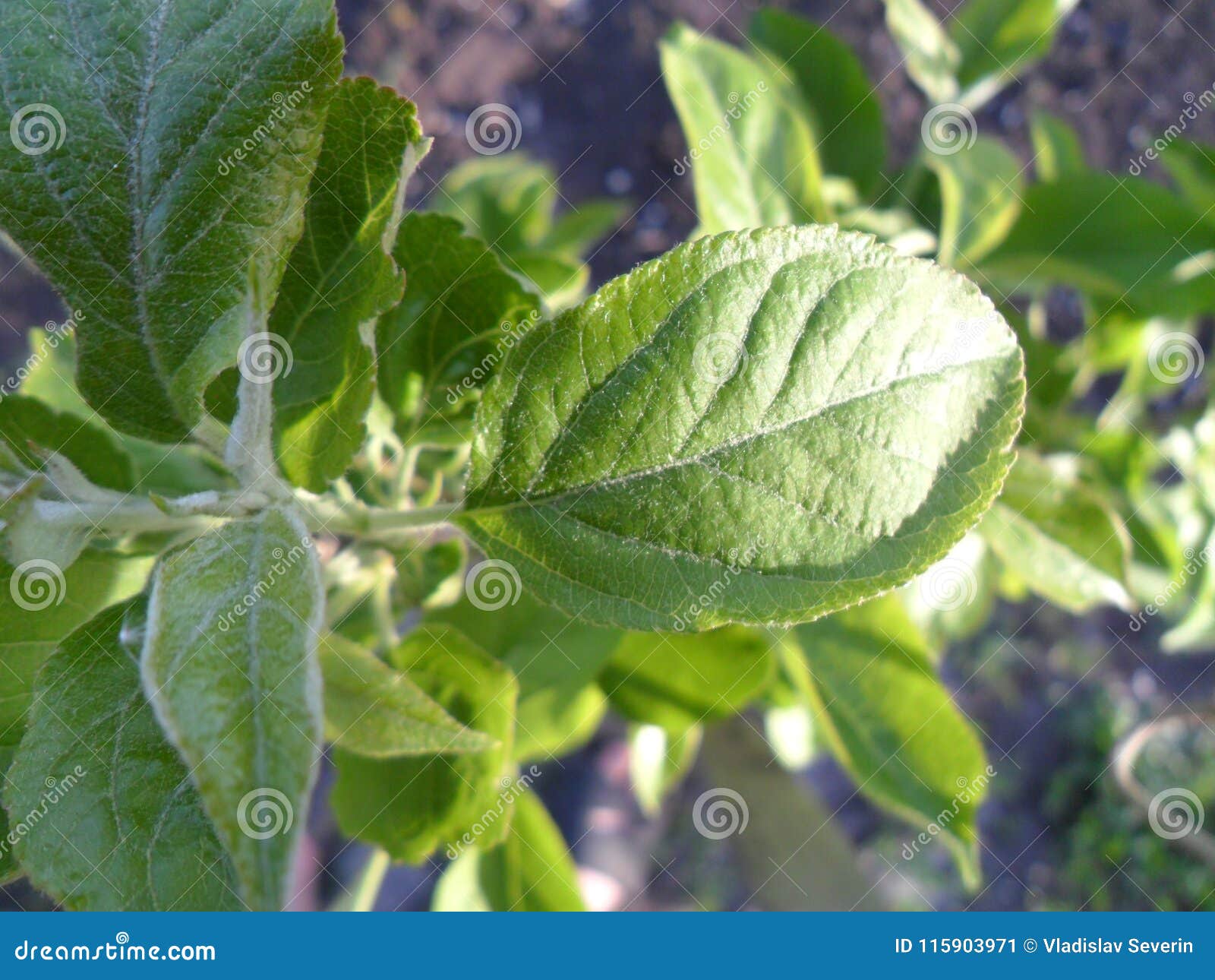 Hojas del manzano imagen de archivo. Imagen de exterior - 115903971