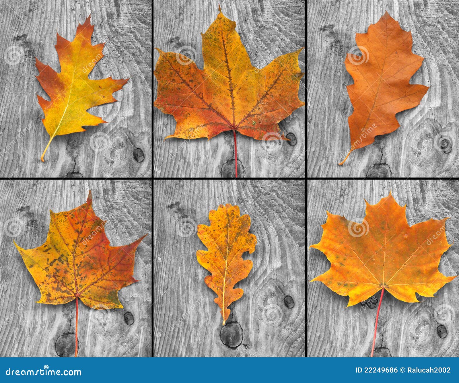 Hojas del marrón foto de archivo. Imagen de crecimiento - 22249686