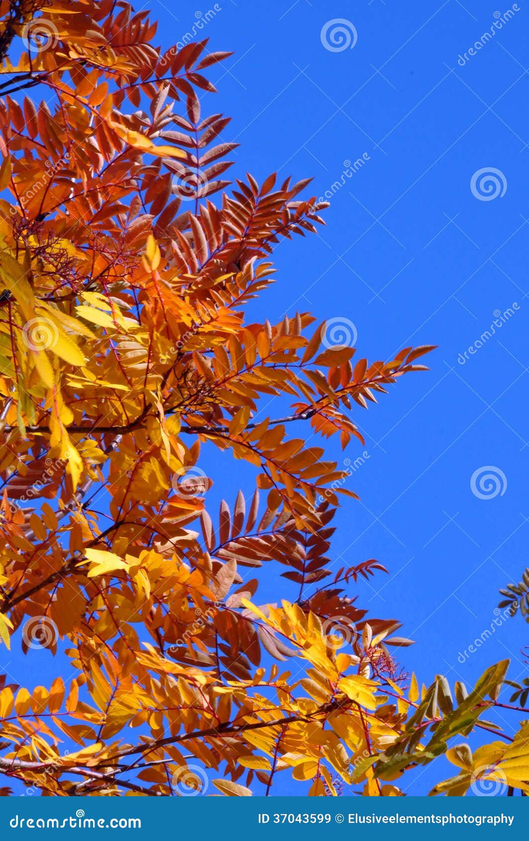 Hojas Del Olmo Rojo En Caída Imagen de archivo - Imagen de claro, hojas ...