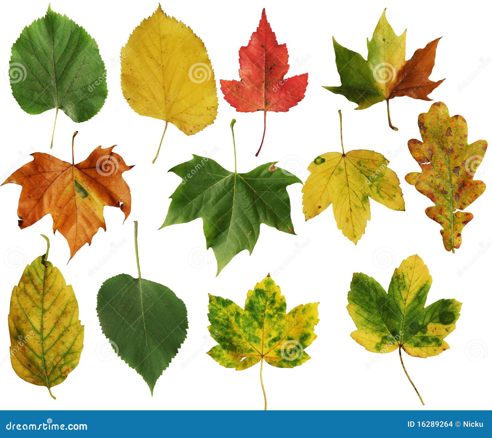 Hojas del otoño foto de archivo. Imagen de verde, blanco - 16289264