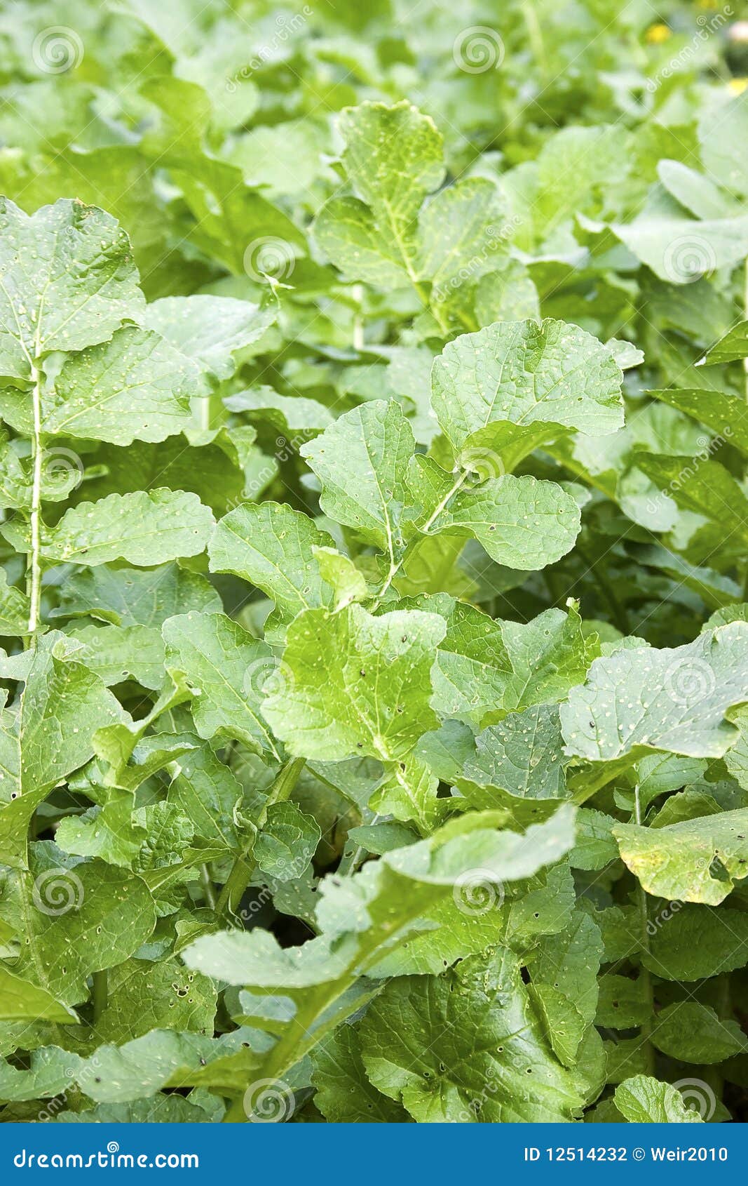 Hojas del rábano chino foto de archivo. Imagen de verde - 12514232