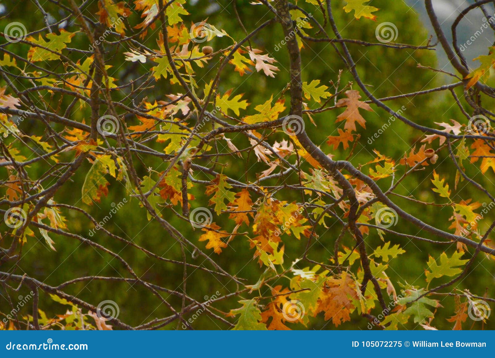 Hojas del roble imagen de archivo. Imagen de roble, ramificaciones ...