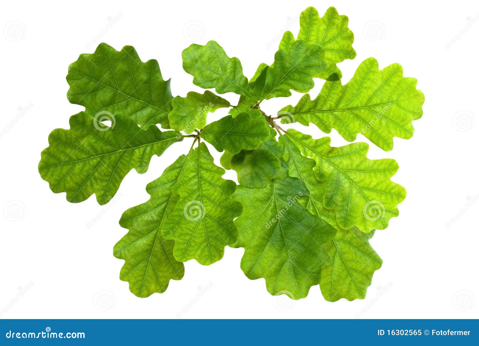 Hojas del roble imagen de archivo. Imagen de imagen, cierre - 16302565