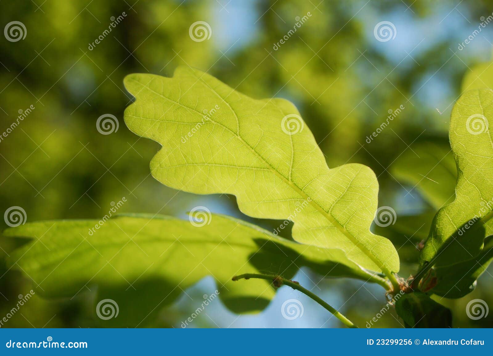 Hojas del roble foto de archivo. Imagen de arbolado, hermoso - 23299256