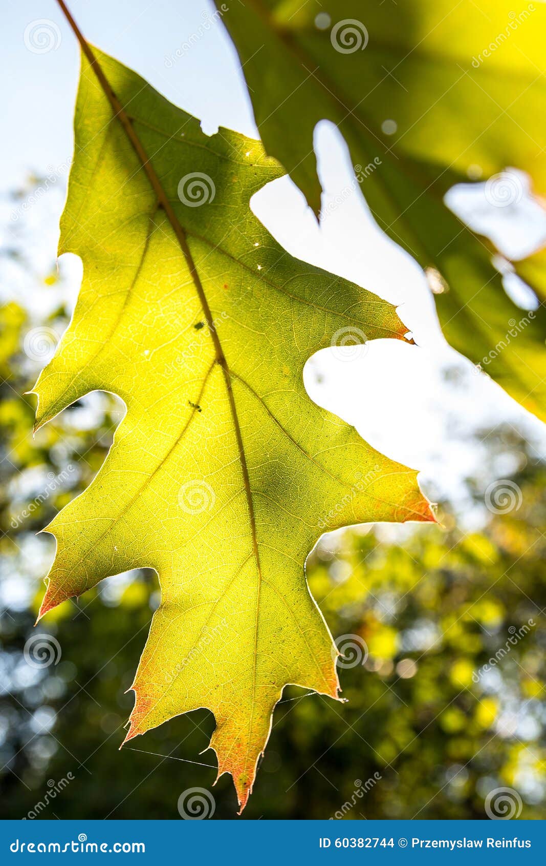 Hojas del roble foto de archivo. Imagen de roble, amarillo - 60382744