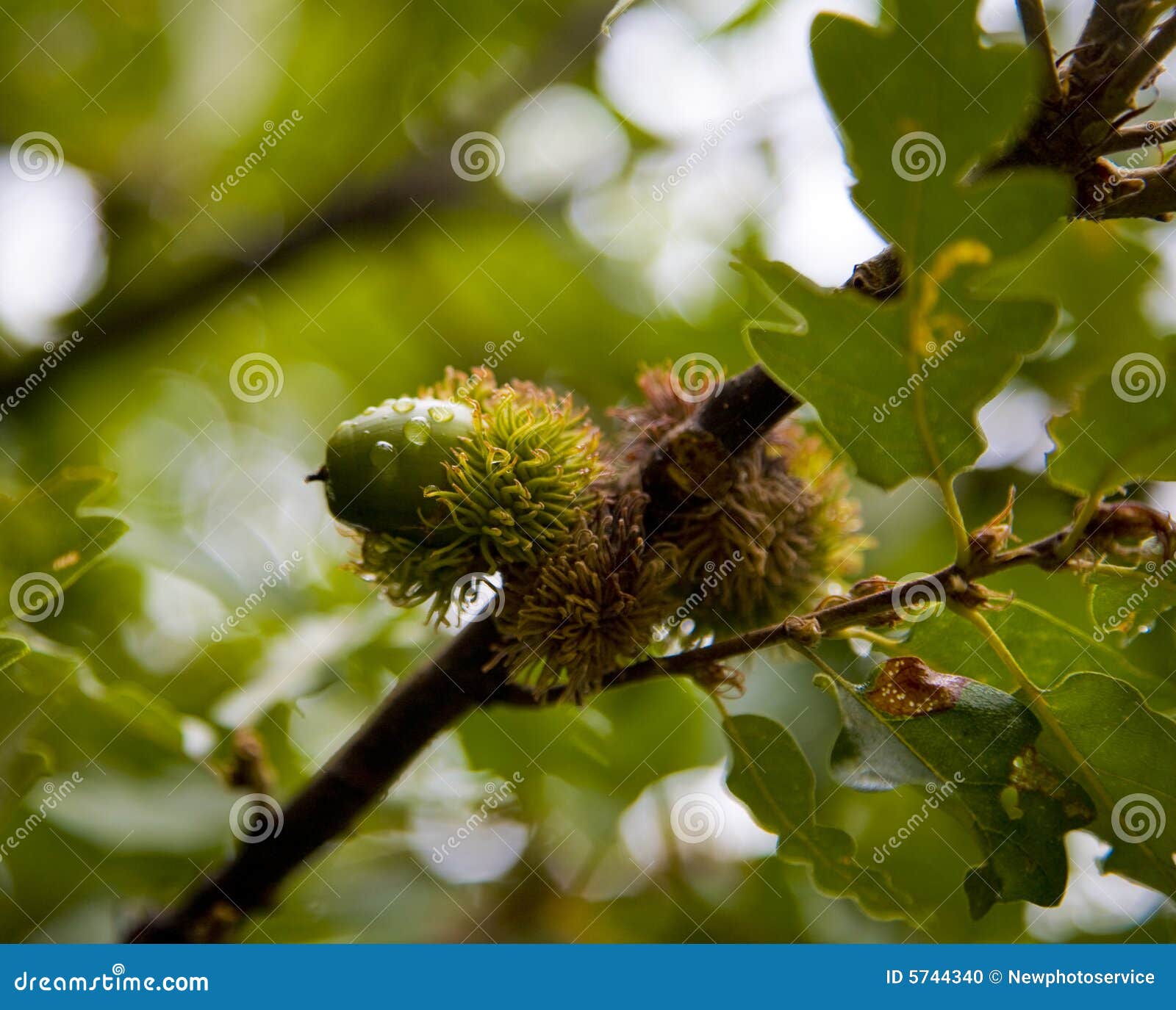 Hojas Del Roble De Las Bellotas Foto de archivo - Imagen de aislado ...