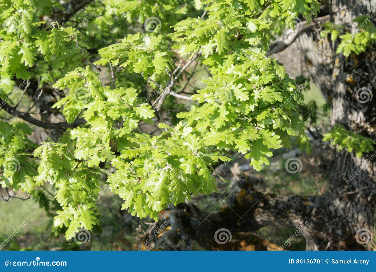 Hojas del roble pubescente imagen de archivo. Imagen de belleza - 86136701